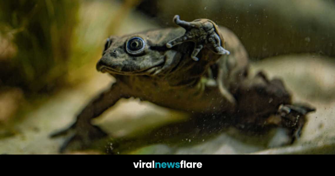 Frogs With Rude Name On Display To Help Save Them From Extinction